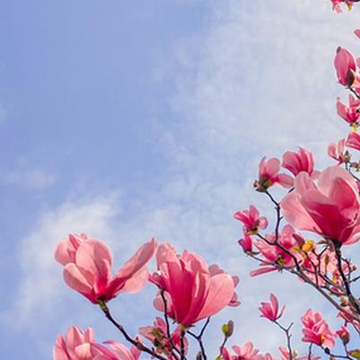 Compact Charm: The Best Small Flowering Trees for Your Garden